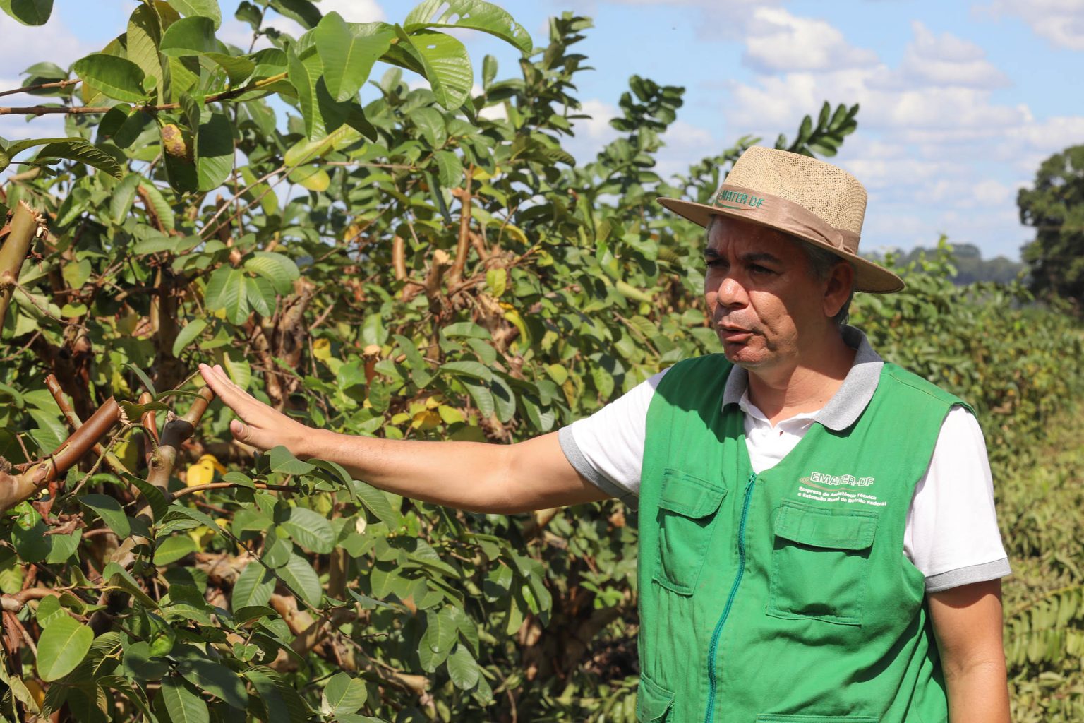 Com aumento de mais de 8% na colheita, goiaba se destaca como principal ...