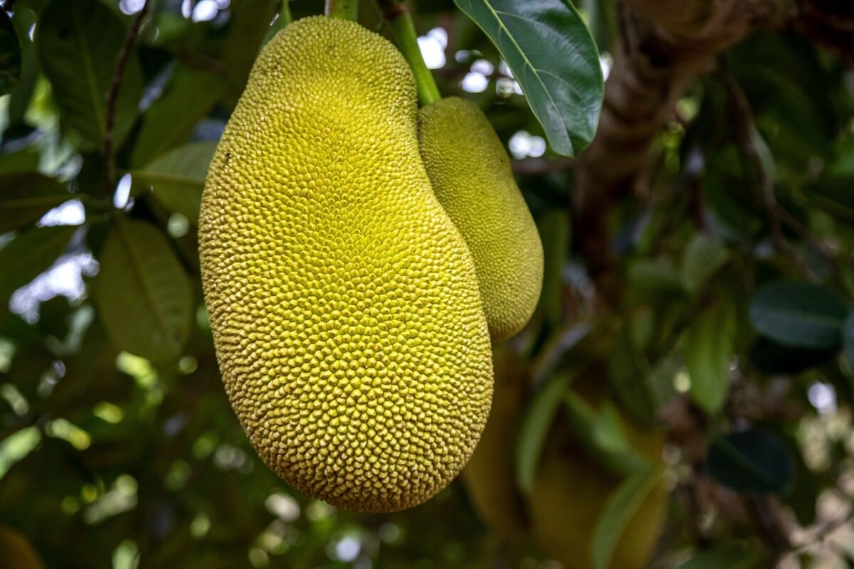 6 benefícios da jaca para a saúde - Revista Plano B